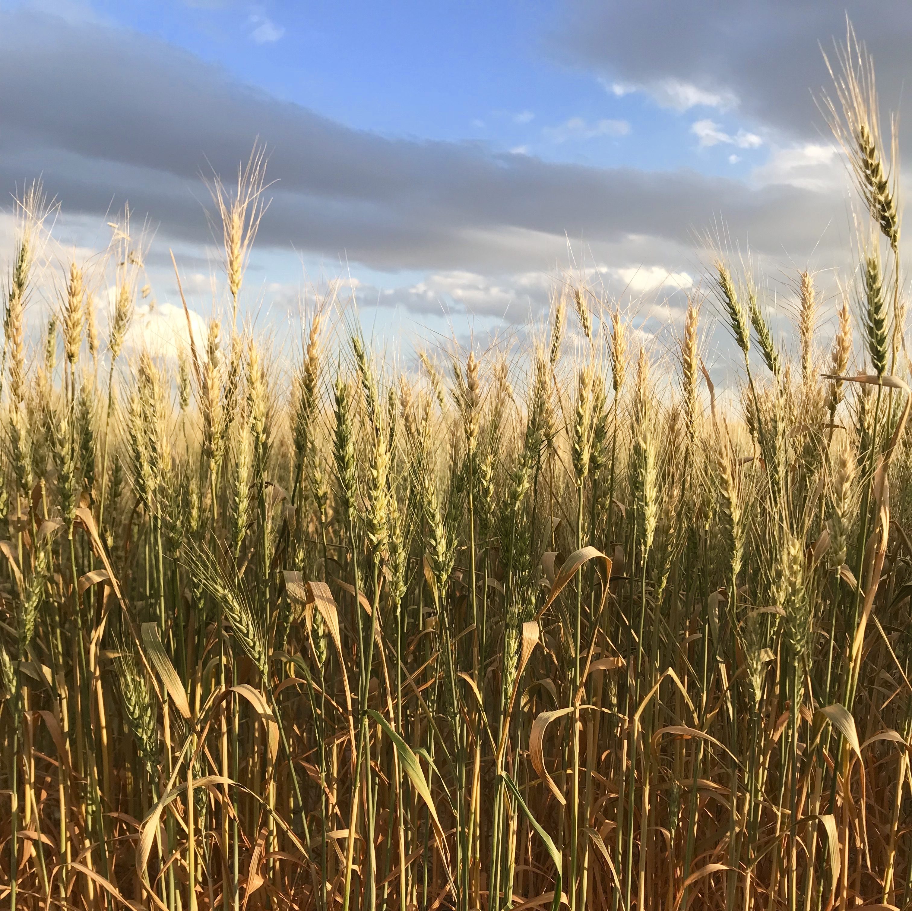 Crops – Johnson Ranch Inc.